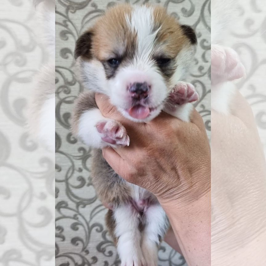 Корги собаки из сердца Англии