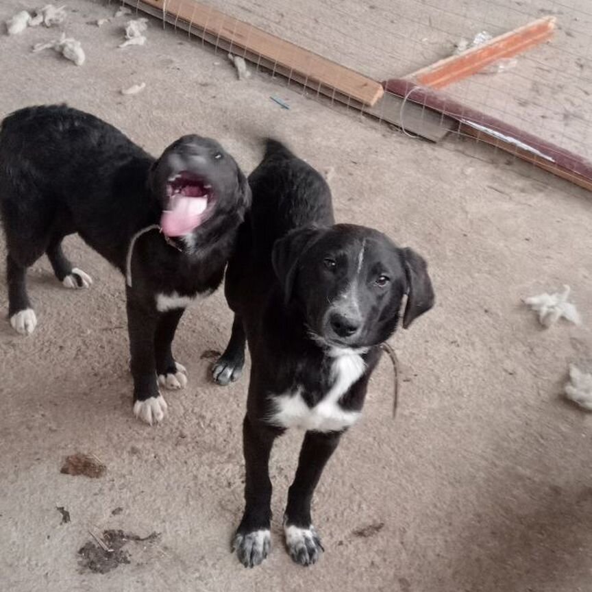 Отдам в добрые руки