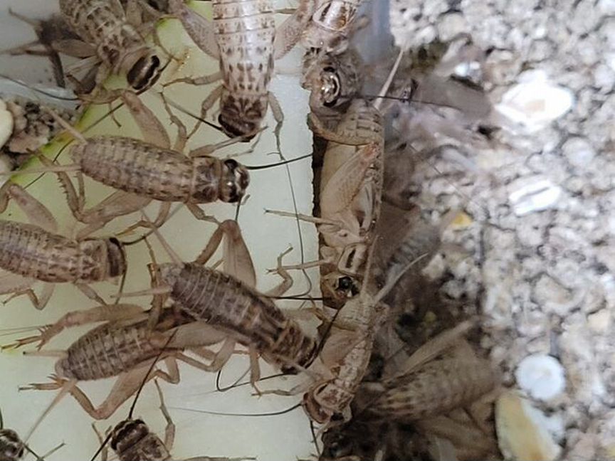 Сверчки домовые кормовые объекты