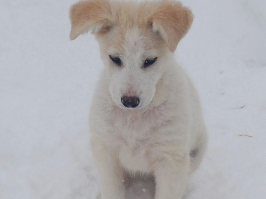 Щенки в добрые руки 2 месяца