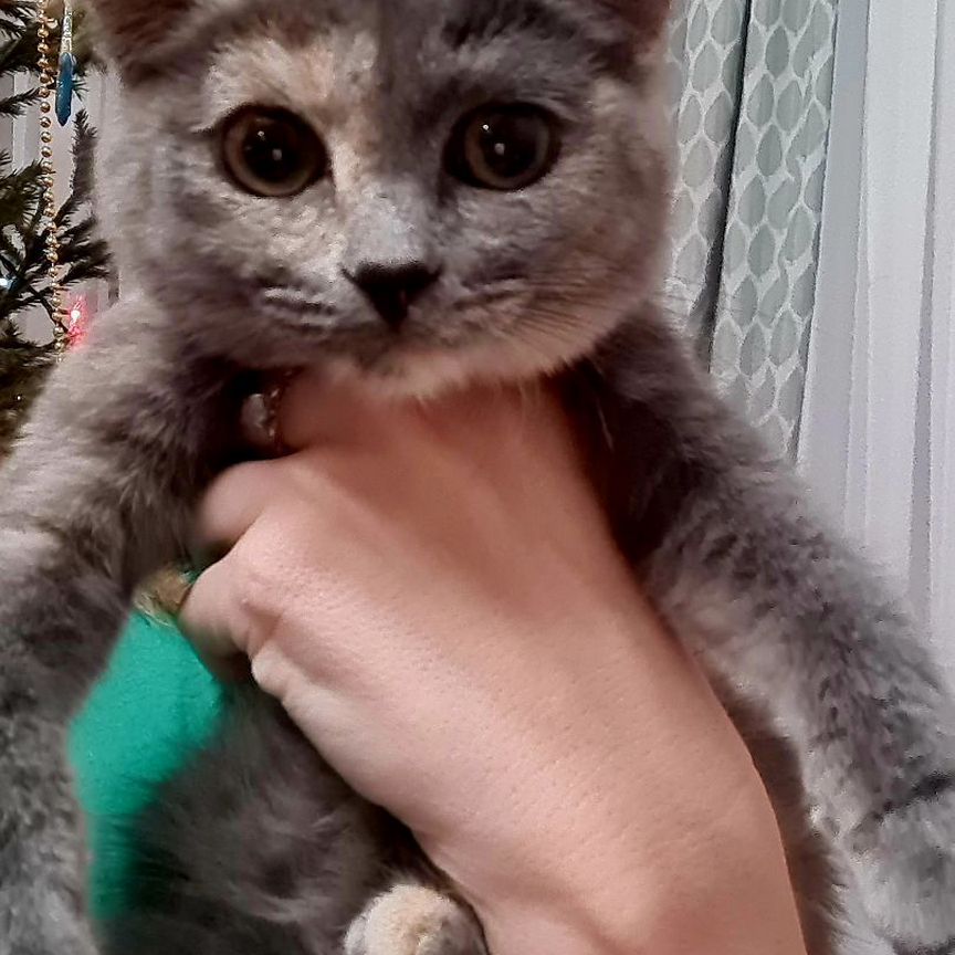 Подрощенные котята в добрые руки