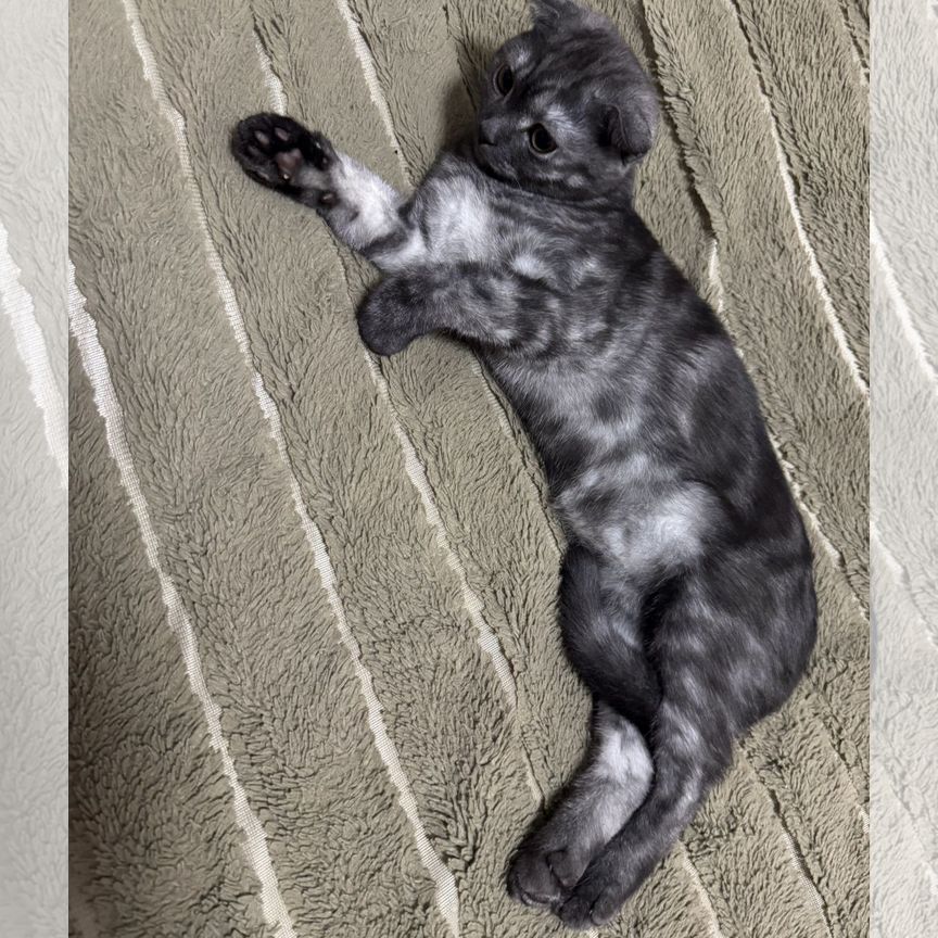 Кошка британка вислоухая
