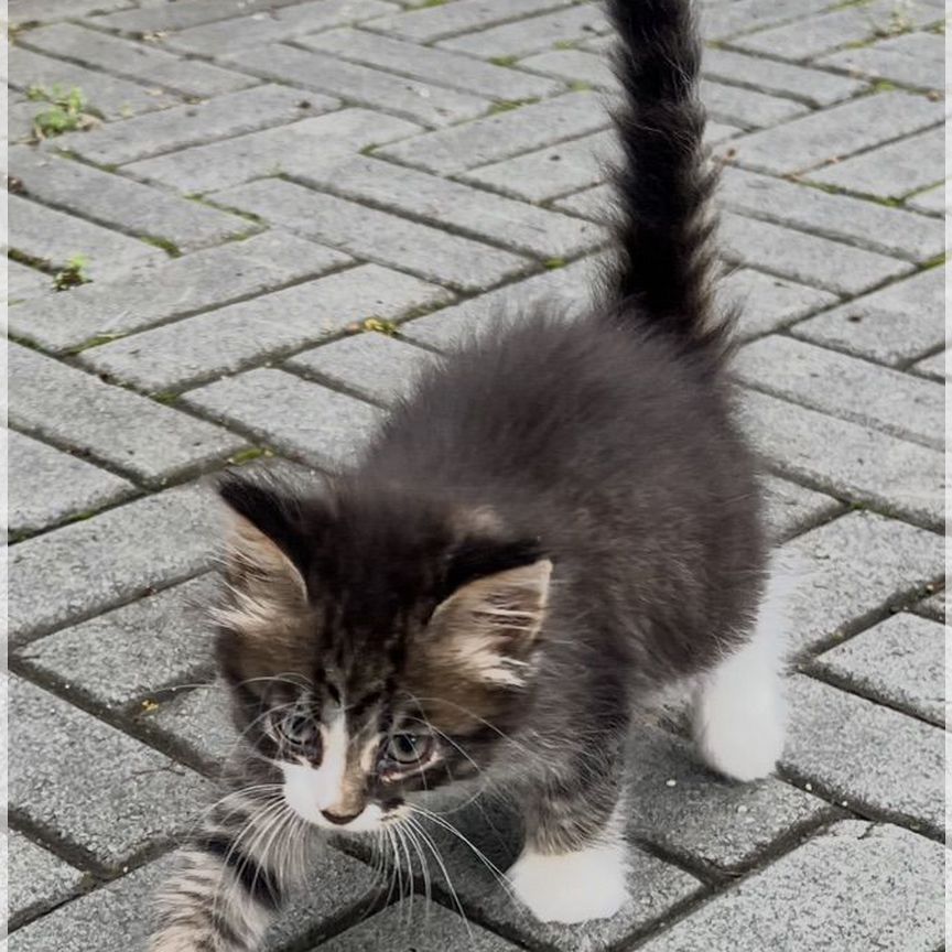 Котенок- мальчик