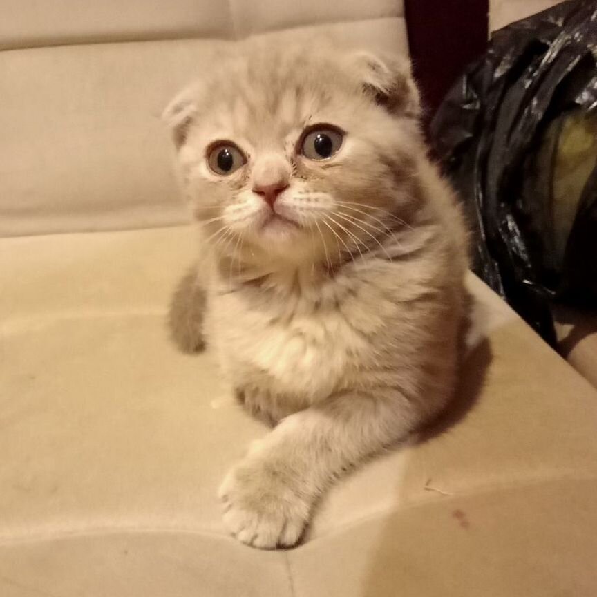 Шотландская