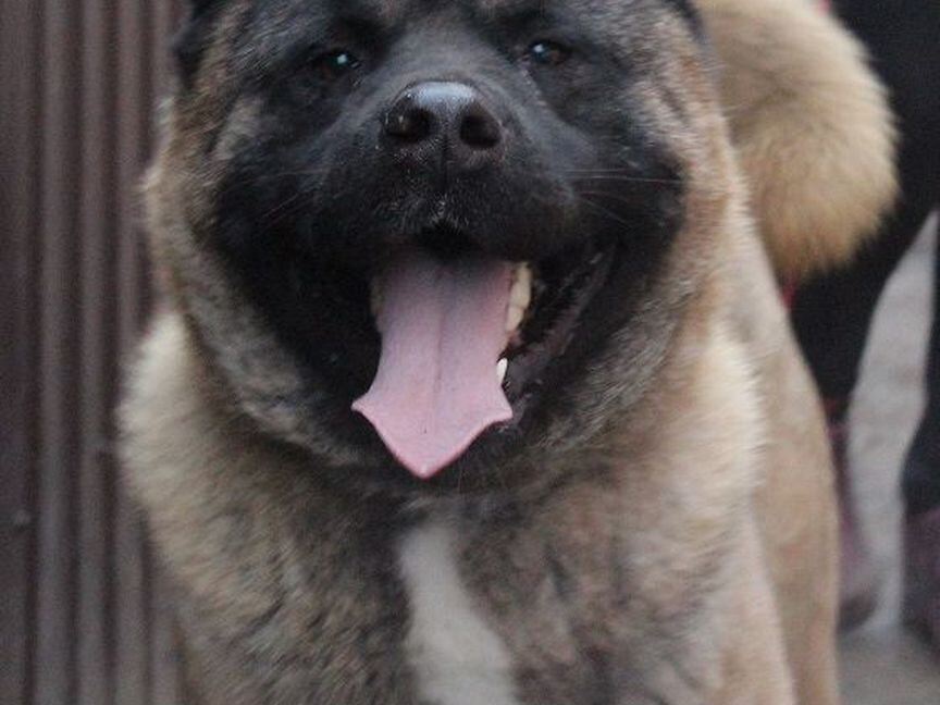 Питомник. Вязка