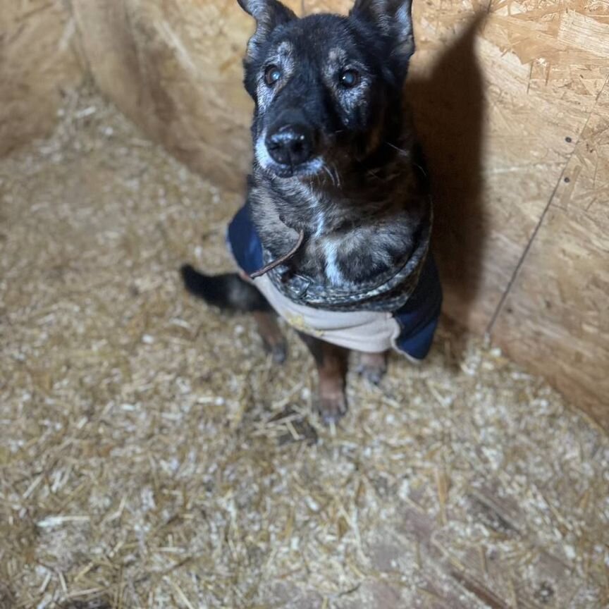 Блюз, очень ждет семью