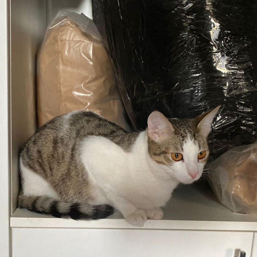 Котики бесплатно в добрые руки