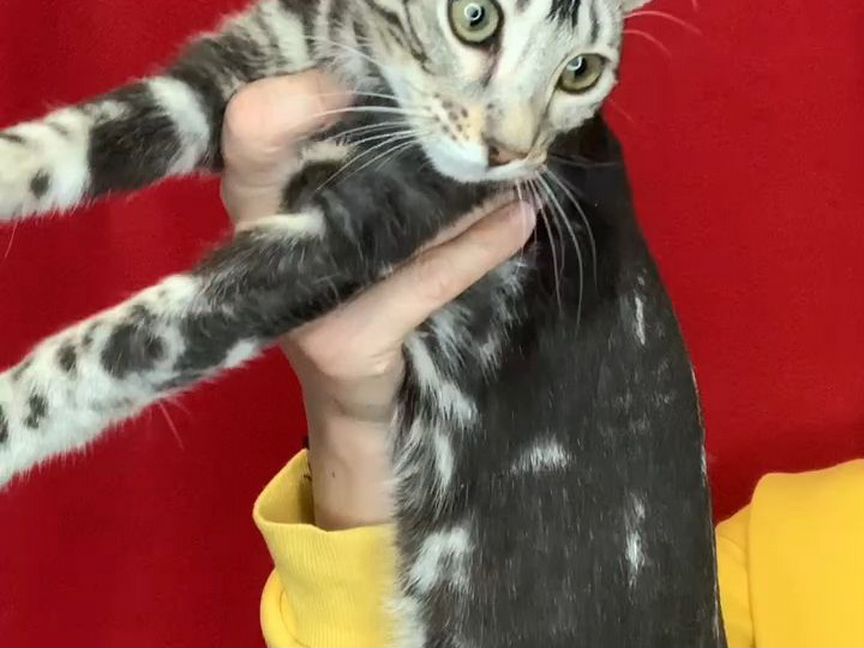 Бенгальские котята