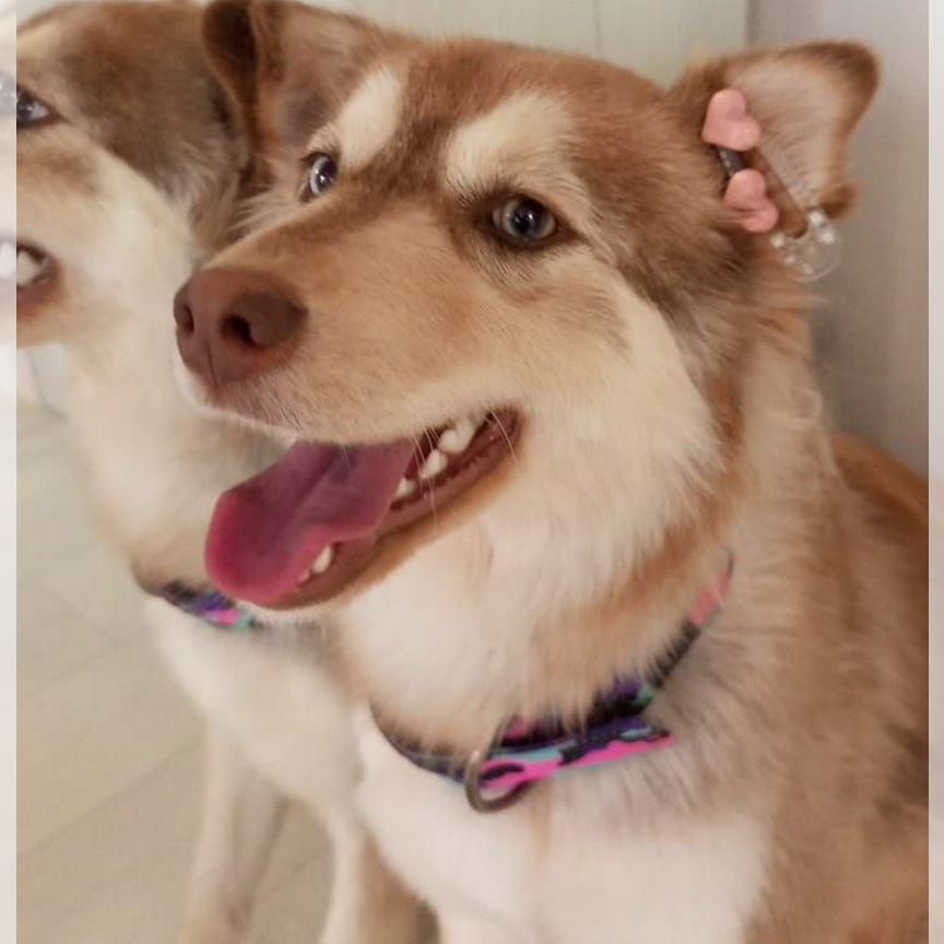 Аляскинский кли-кай, щенок