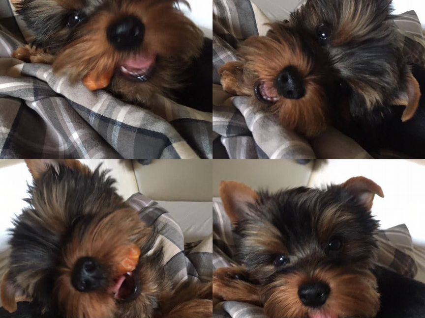 Йоркширский терьер