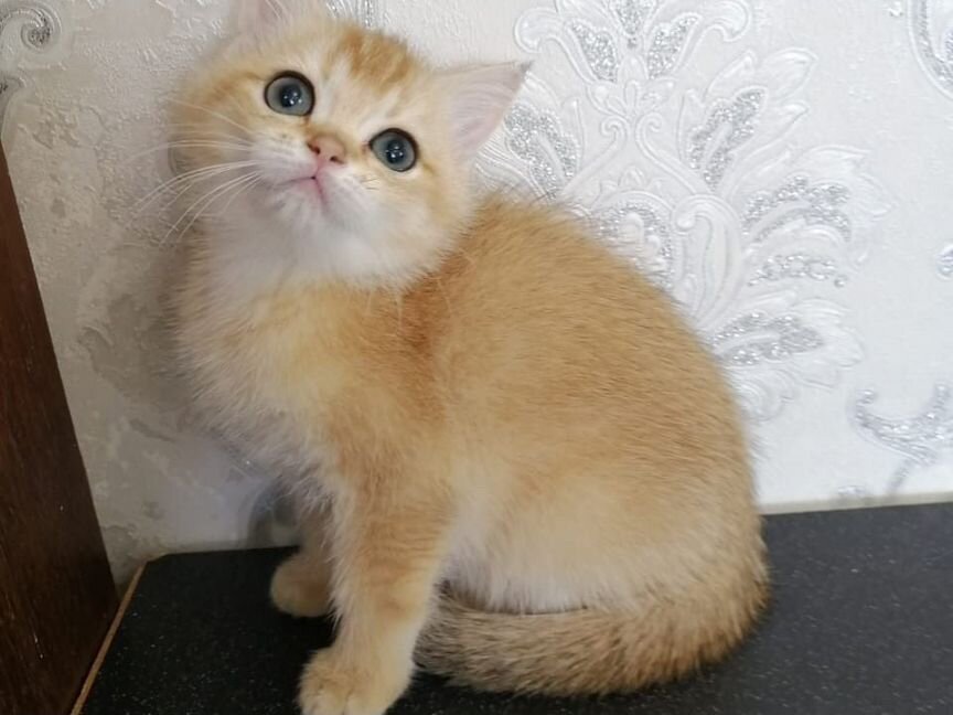Шотландские золотые шиншиллы котята