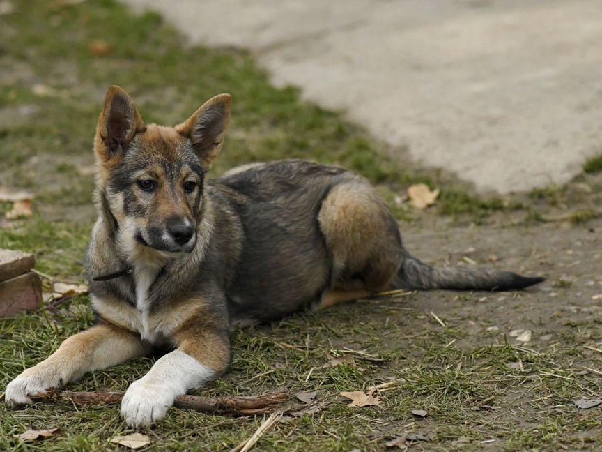 Щенок Тася в добрые руки