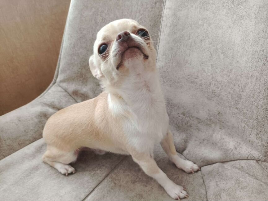 Кобель на вязку