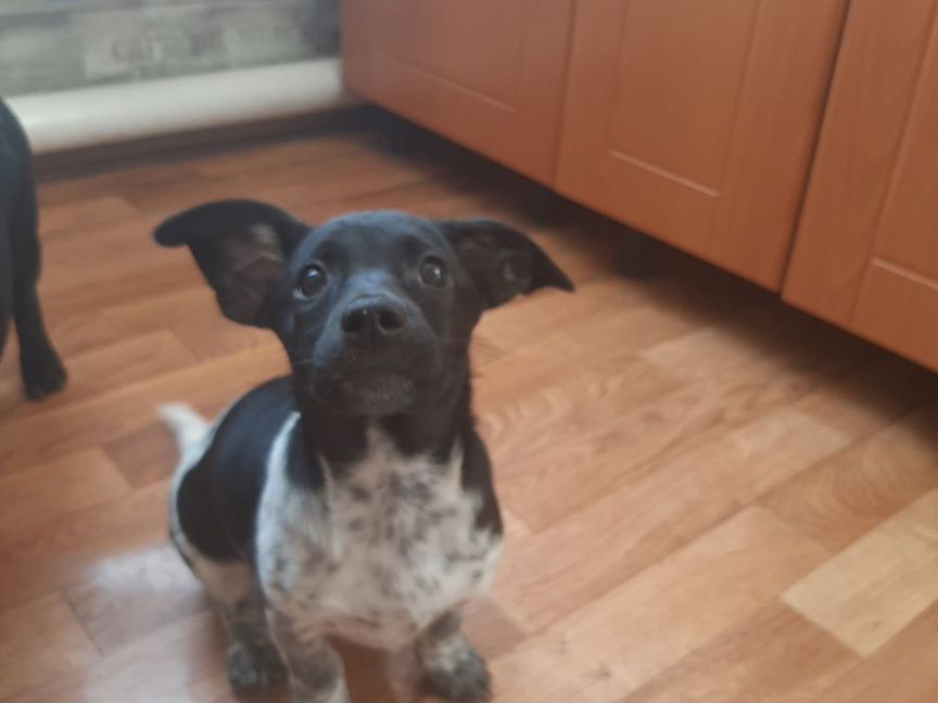 Щенок в добрые руки бесплатно