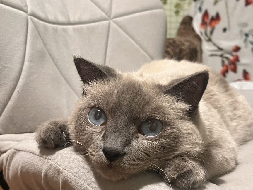 Кошечка в добрые руки