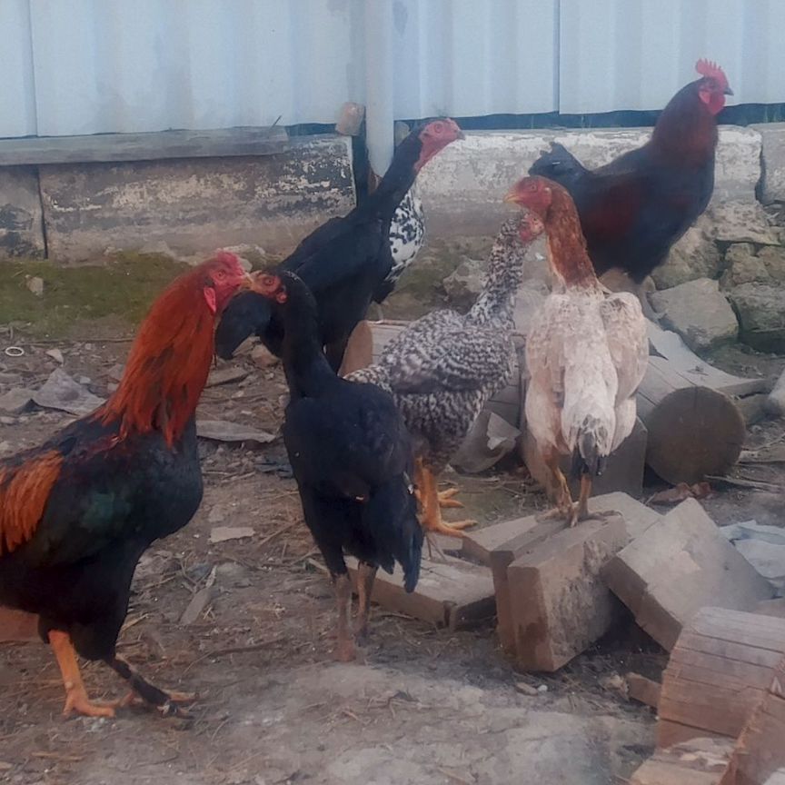 Продаётся куры питух