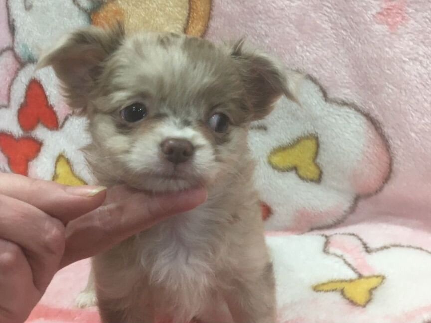 Щенок чихуахуа шок мрамор