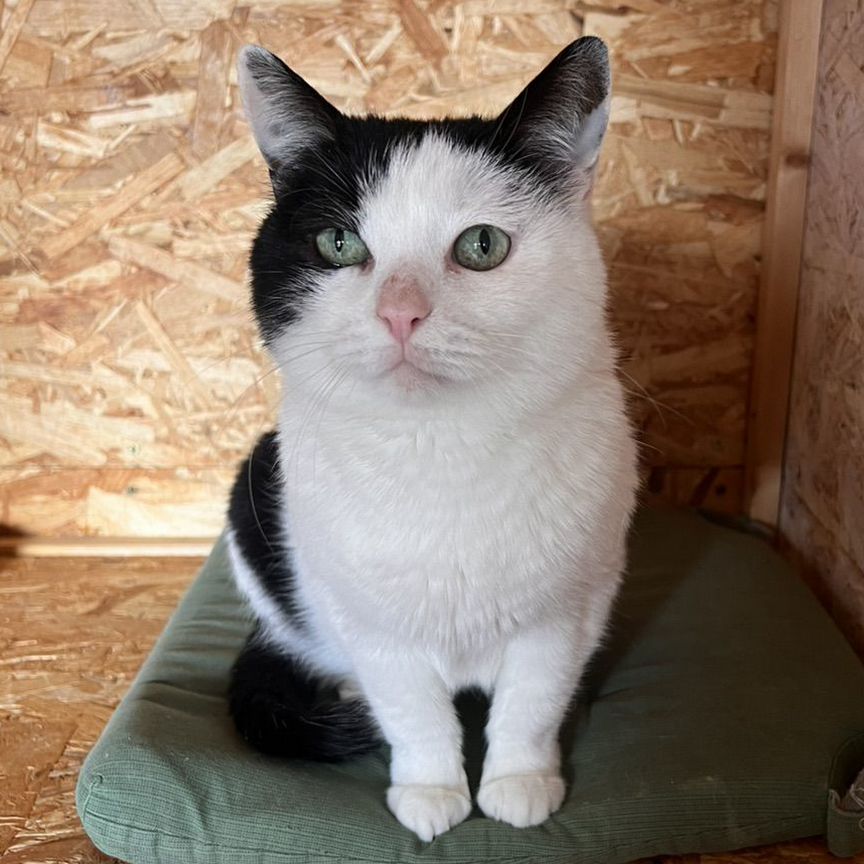 Взрослый кот в добрые руки