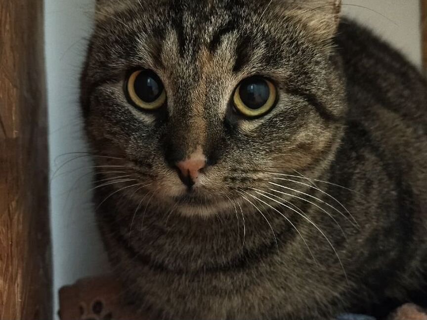 Кошки в добрые руки