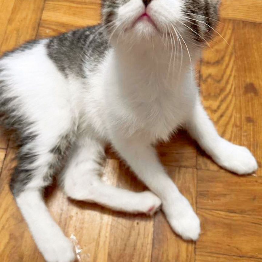 Котенок мальчик