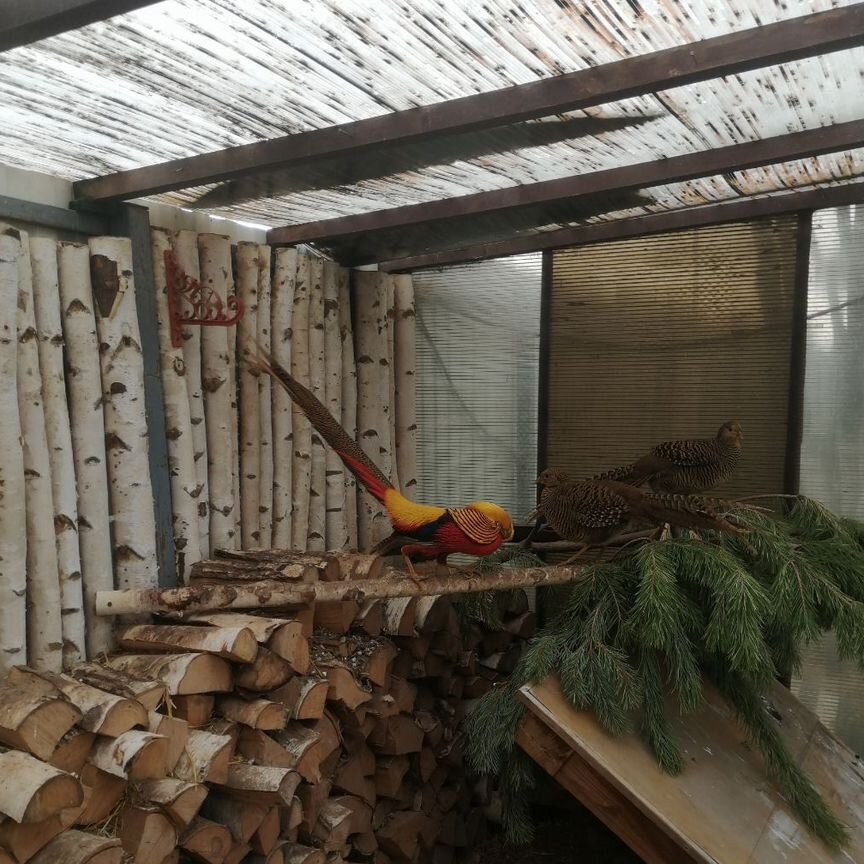Золотой фазан пара