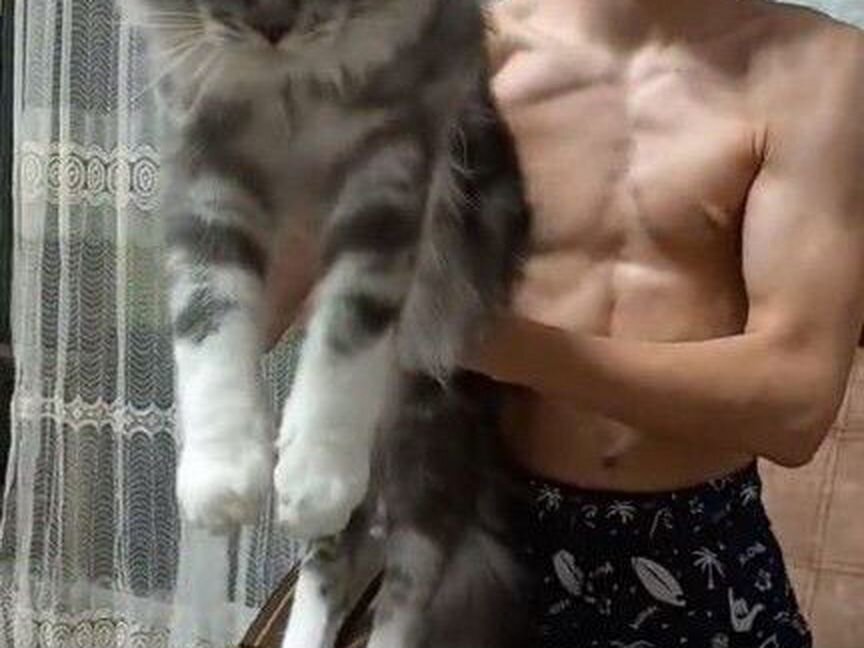 Кот на вязку мейн-кун