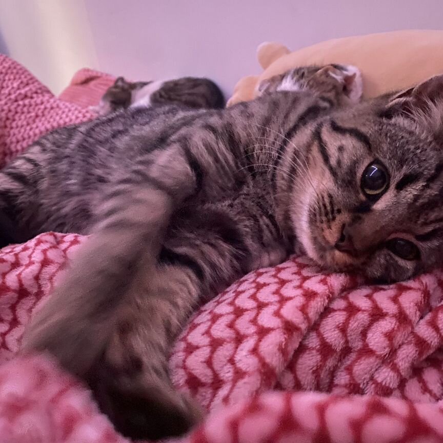 Молодая кошечка 6 месяцев