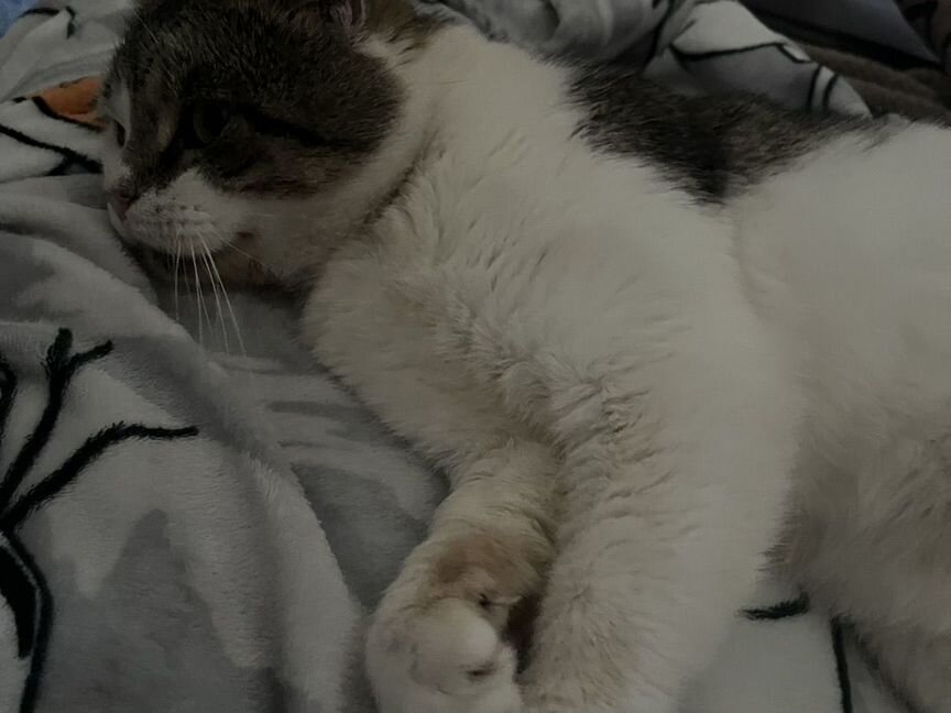 Кот Пончик ищет дом