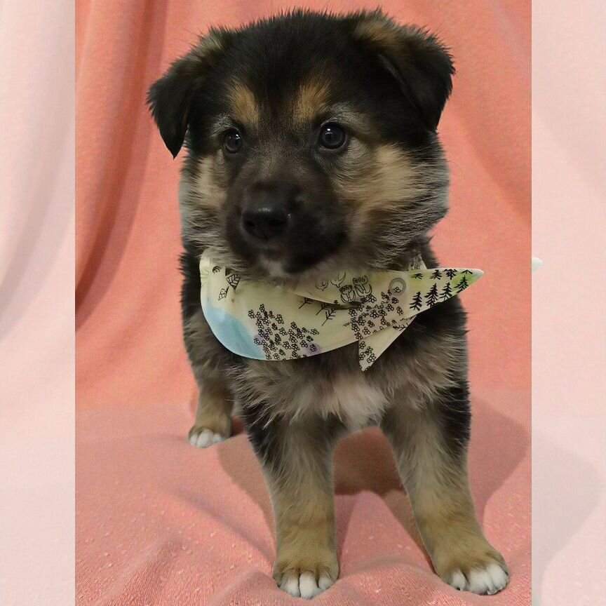 Щенок в добрые руки