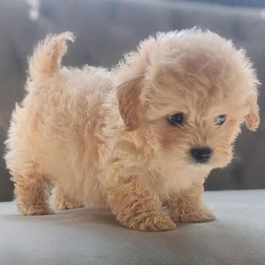 Мальтипу, щенок