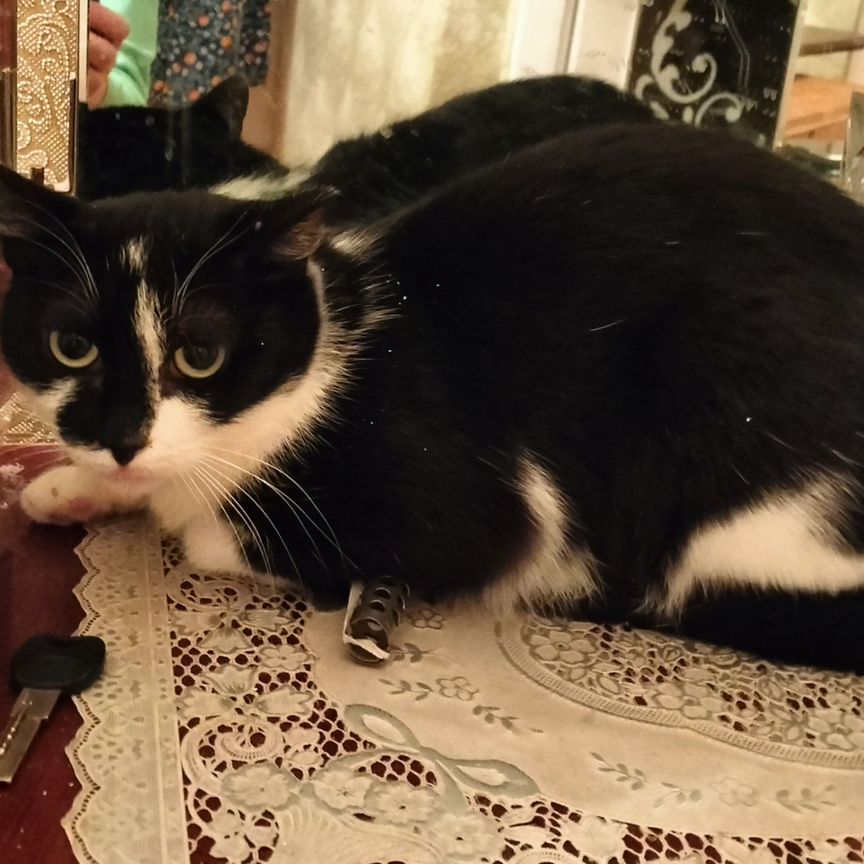 Взрослая, кошка в добрые руки