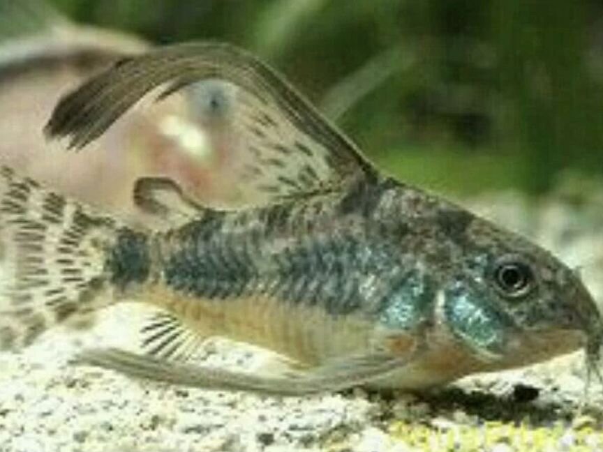 Сомики коридорасы 3 шт