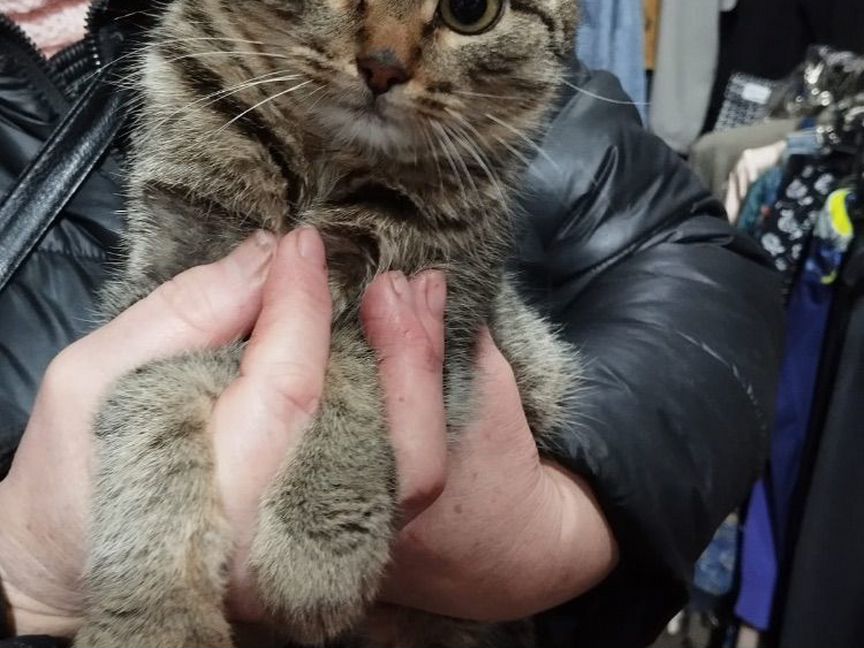 Котята-подростки