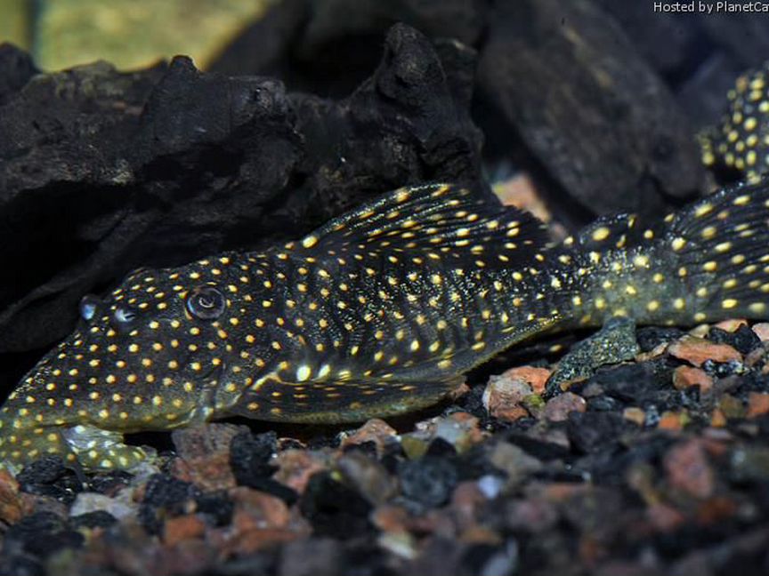 L-007 (Leporacanthicus Galaxias) 4см