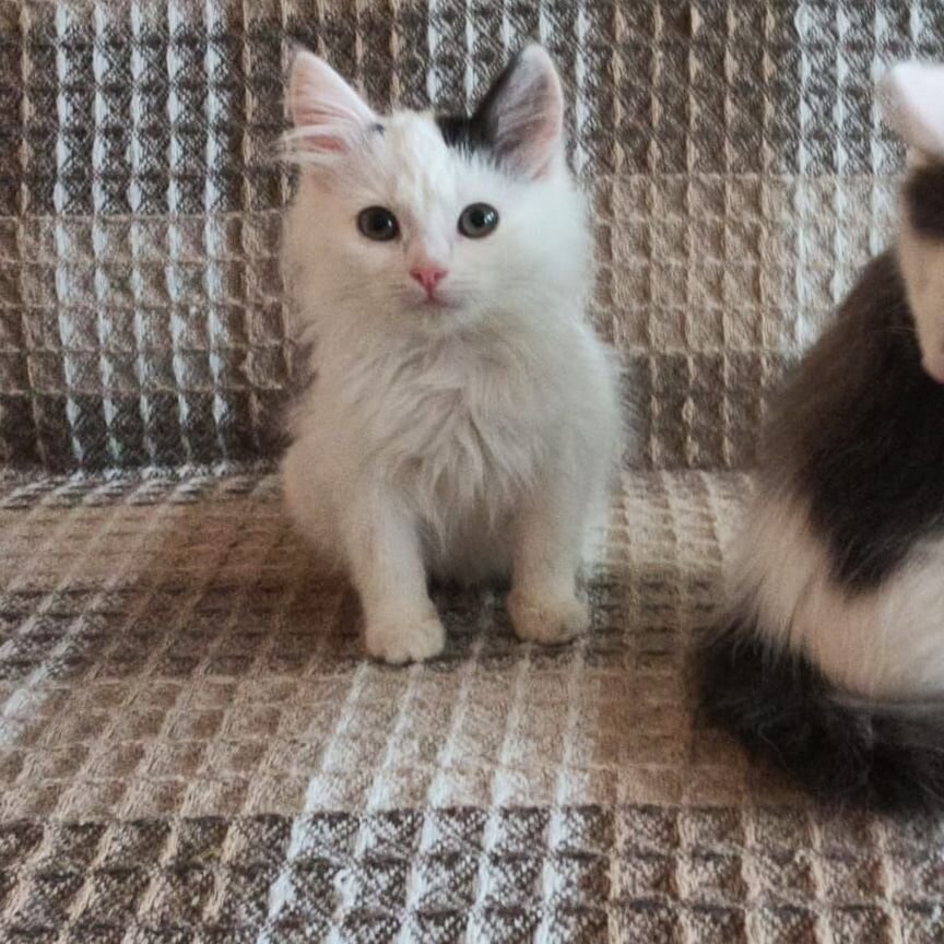 Котенок ищет дом