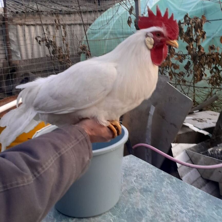 Петухи домашние молодые