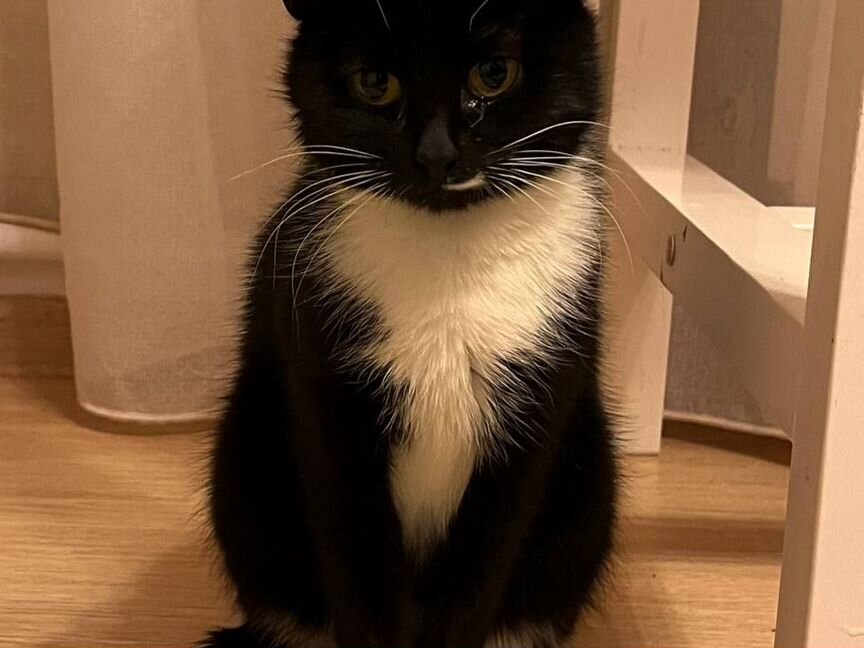 Отдам котенка в добрые руки
