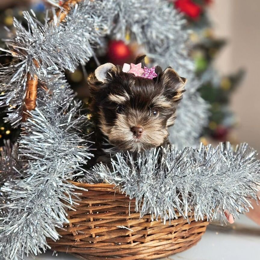 Шоколадный йорк