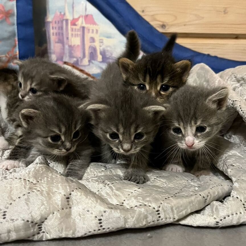 Шотландские котята