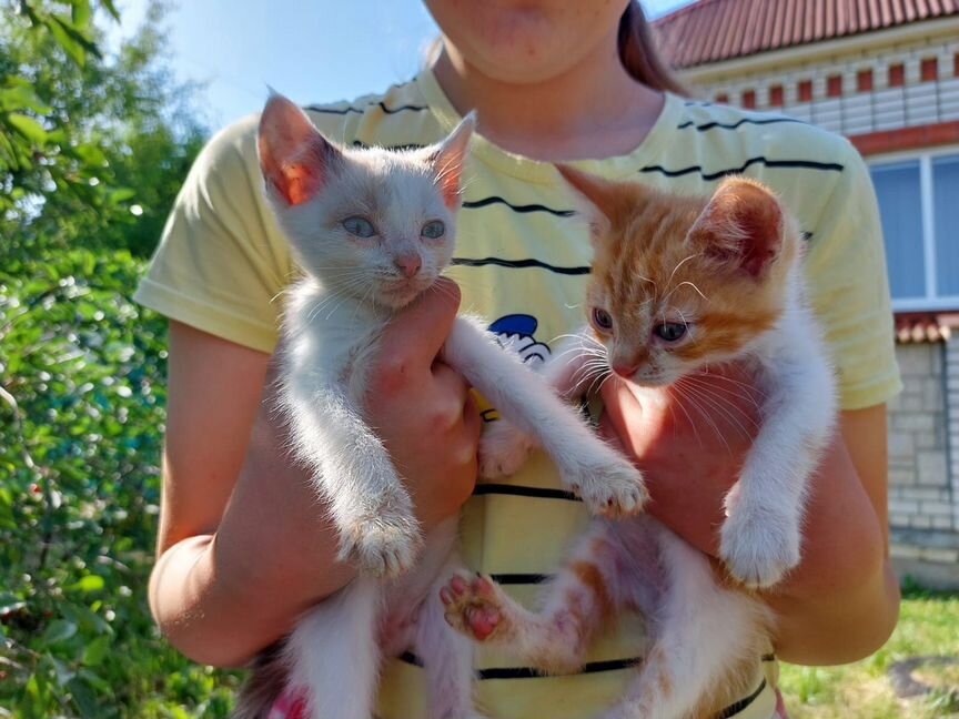 Котята - сиротки