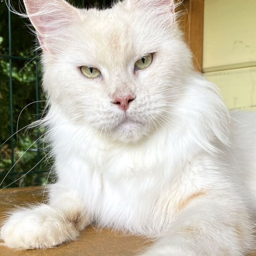 Взрослые кошки мейн-кун