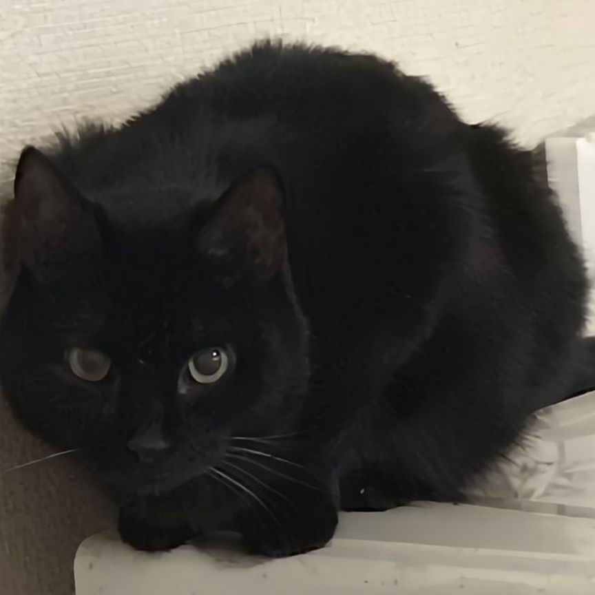 Взрослая, Девочка кошка в добрые руки