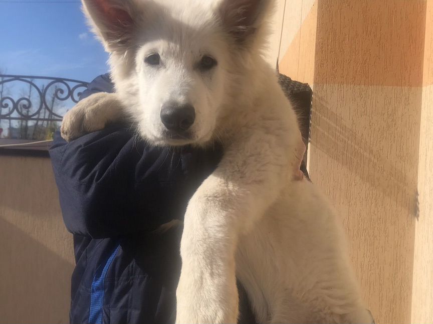 Кобель бшо 3 мес