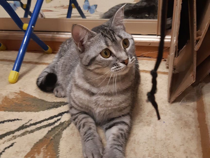 Кошка Матильда