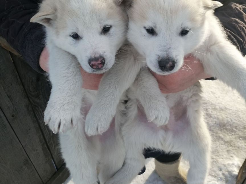 Отдам щенков маламутов