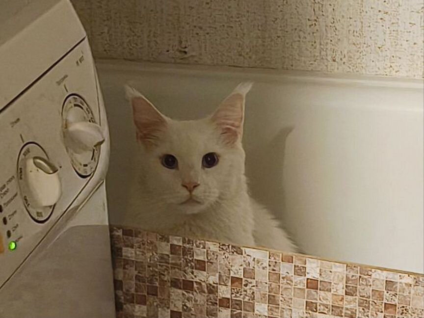 Мейн-кун Американский