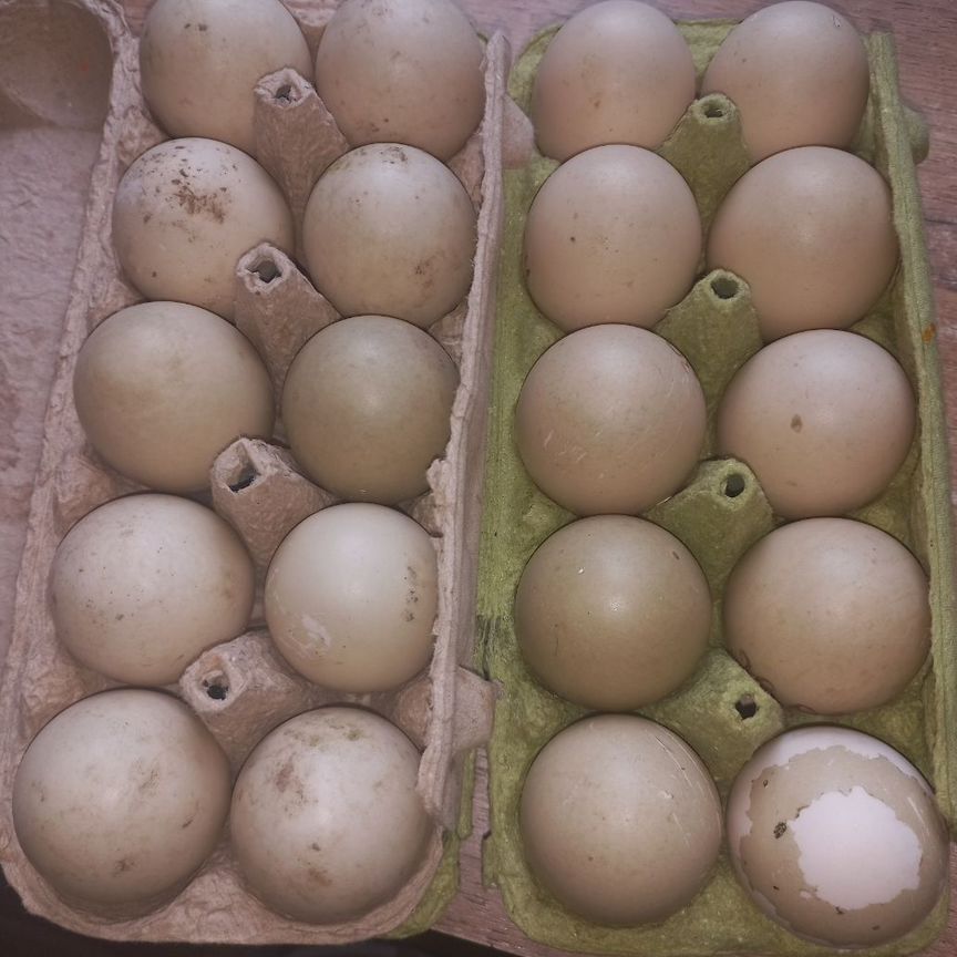 Инкубационное яйцо мускусной утки