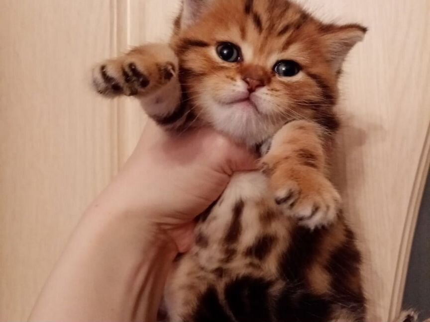 Шиншилловые красивые котодетки