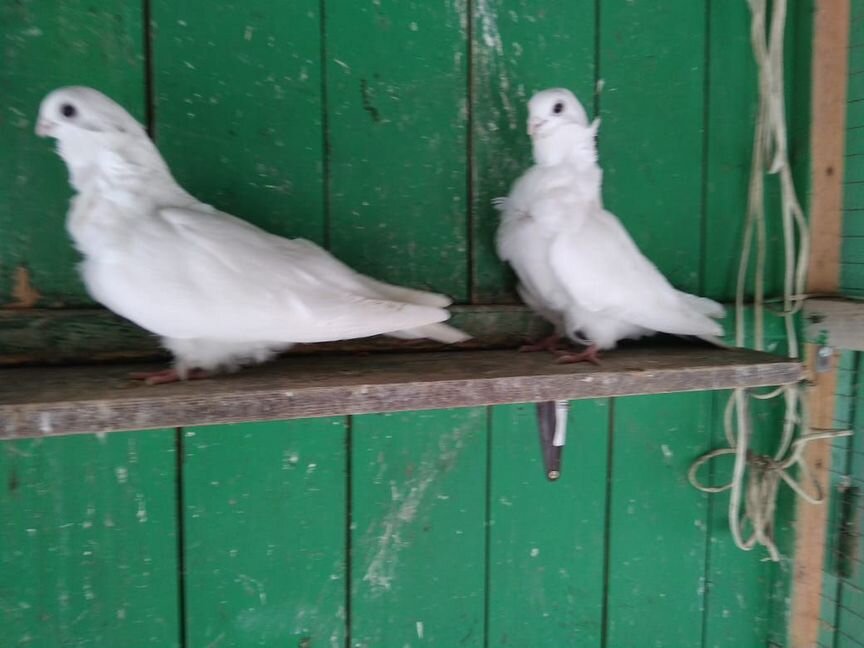 Голуби китайцы и типлер