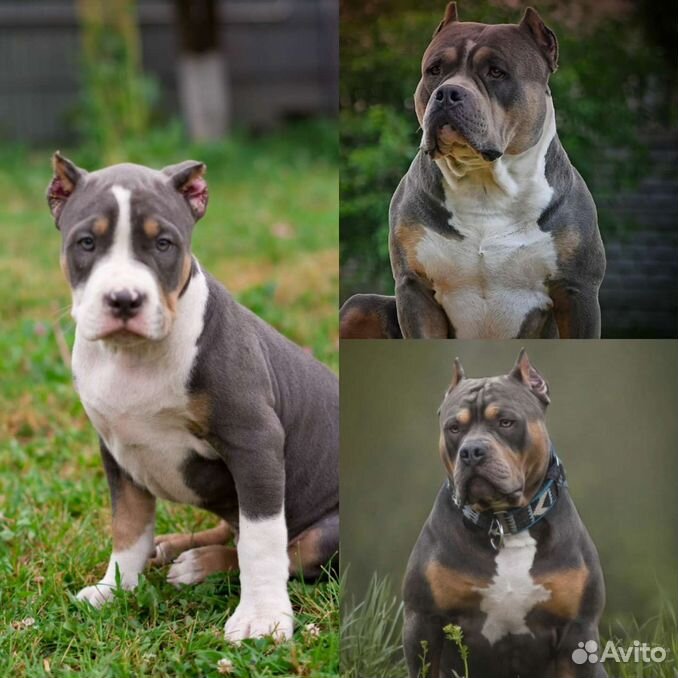 Американский булли classic